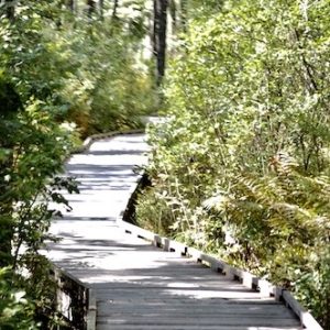 HOW TO LET A WALK IN THE FOREST INSPIRE YOUR WRITING