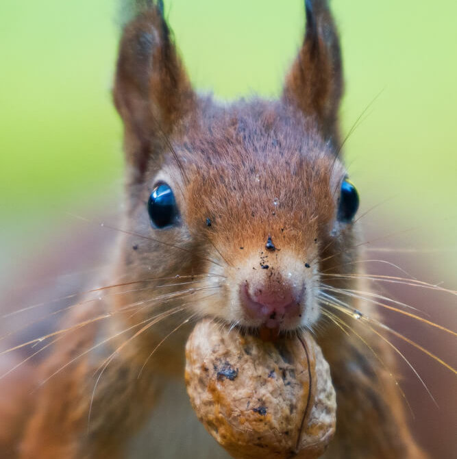 Slow vs fast. What is the best pace for living?